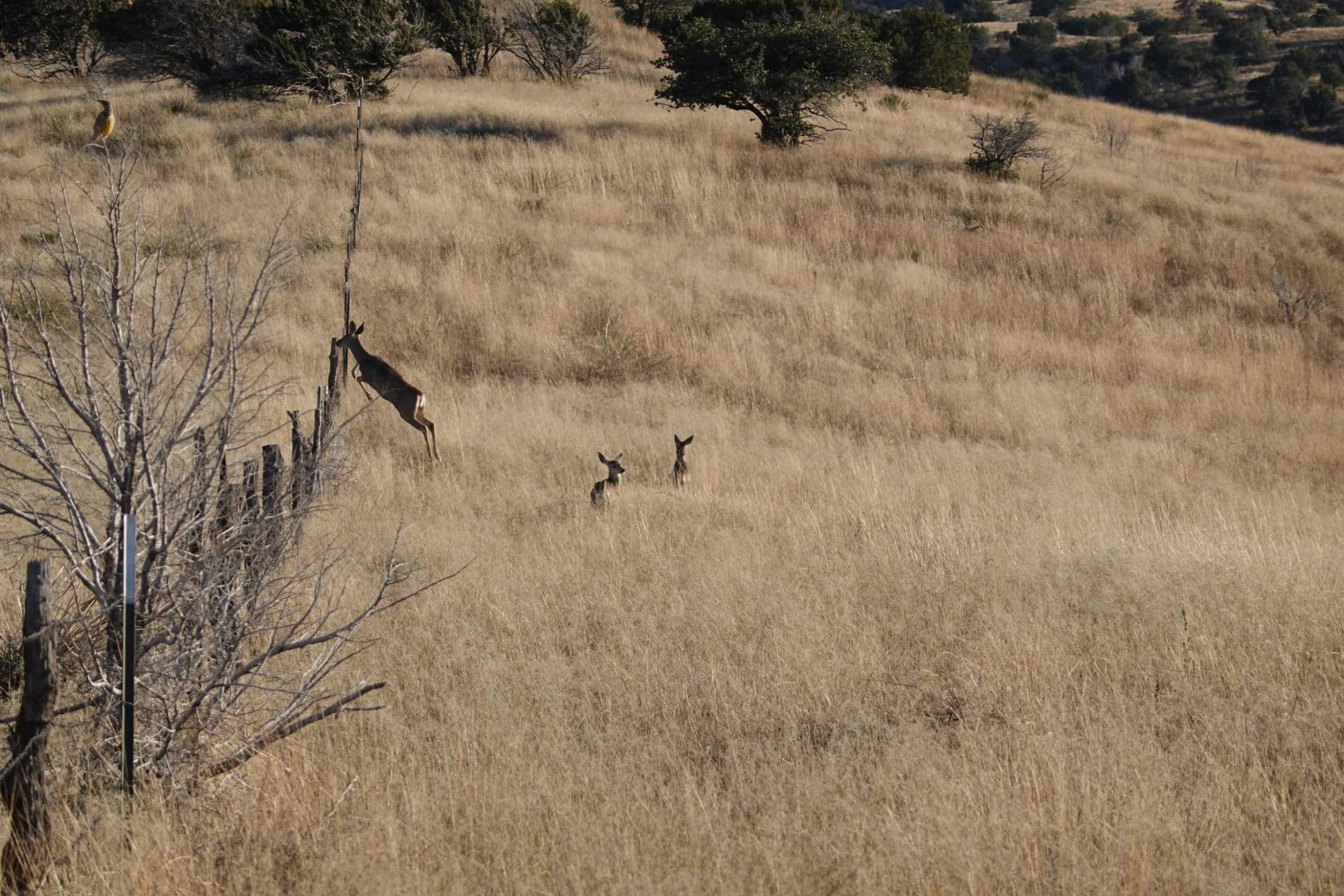 Arizona Trail Day 38 - Yeti Hikes