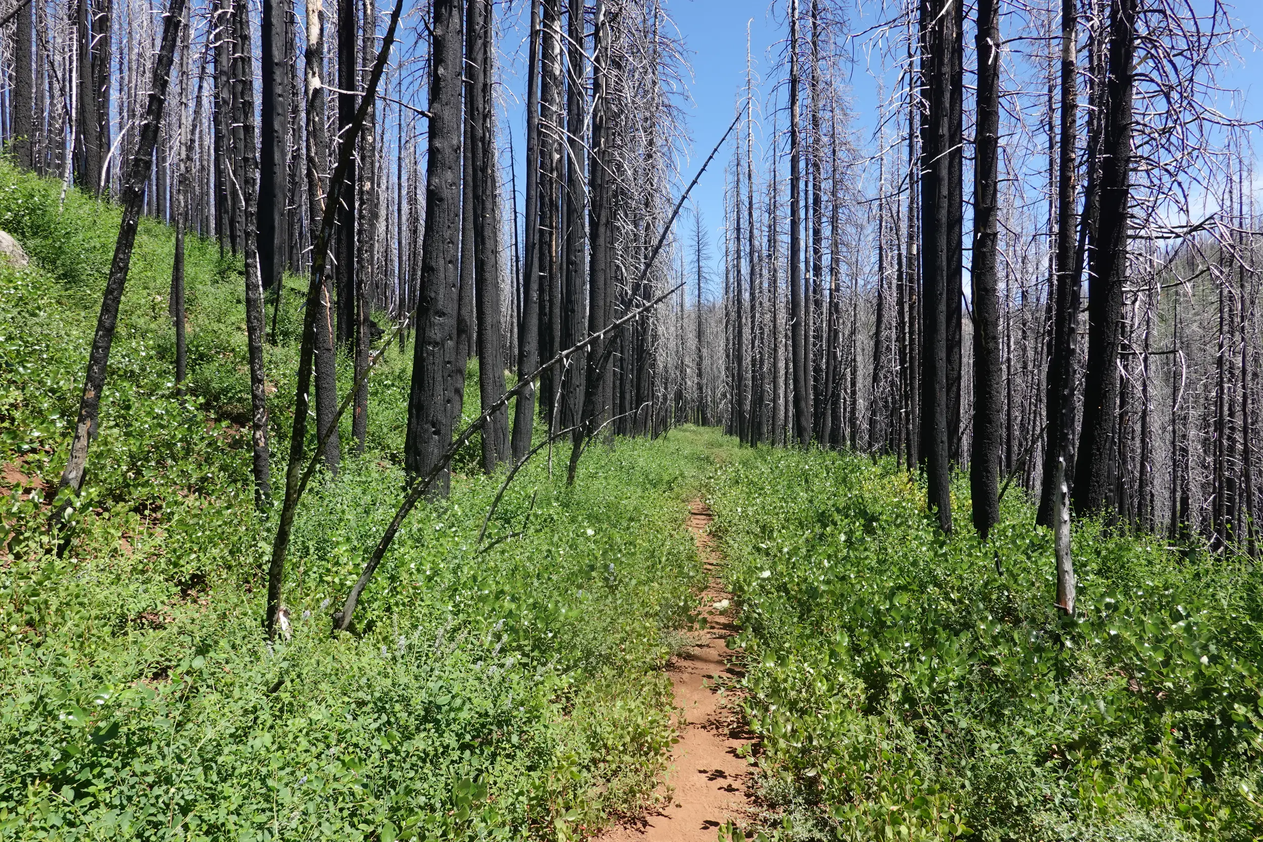 Pacific Crest Trail Day 94 Lassen Forest - Yeti Hikes